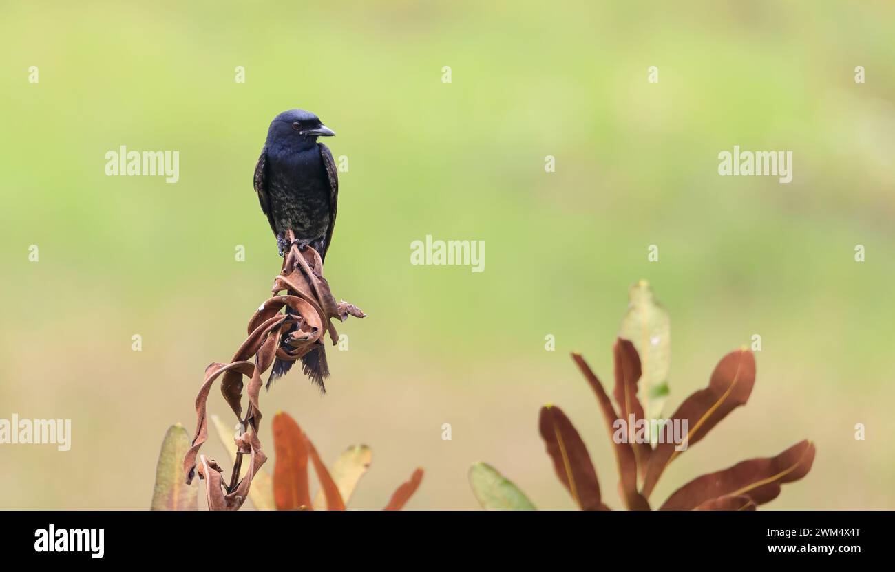 Black Drongo, Dicrurus macrocercus, Kerala, India, Asia Stock Photo - Alamy
