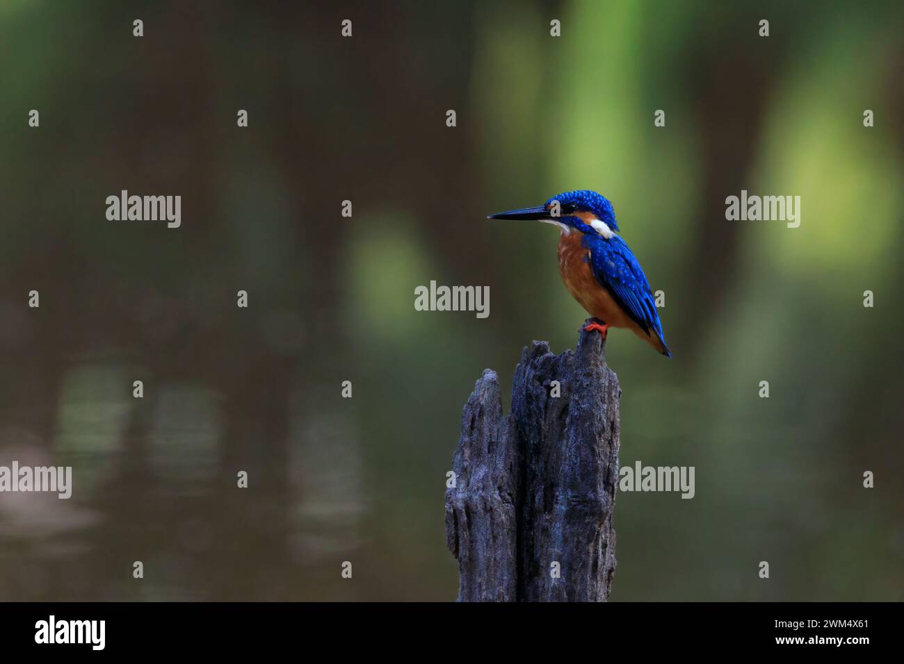Wetland birds hi-res stock photography and images - Alamy