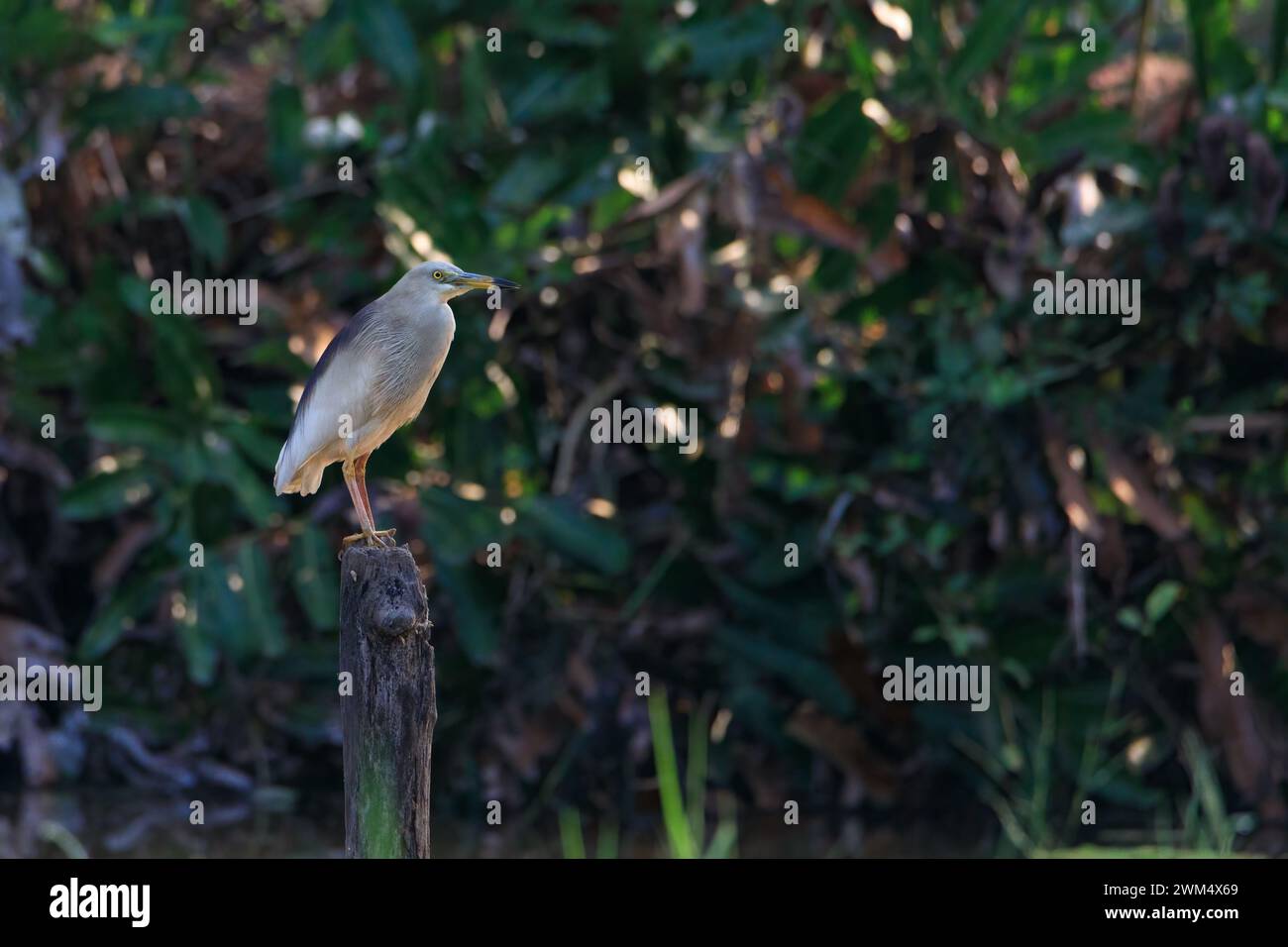 Wetland Birds royalty-free images Stock Photo - Alamy