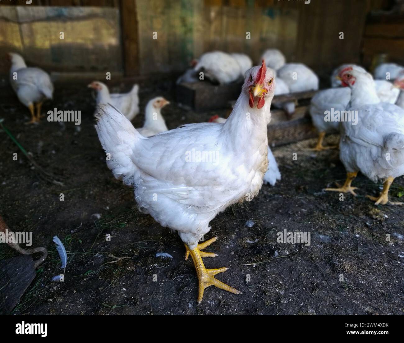 Broiler barn hi-res stock photography and images - Alamy