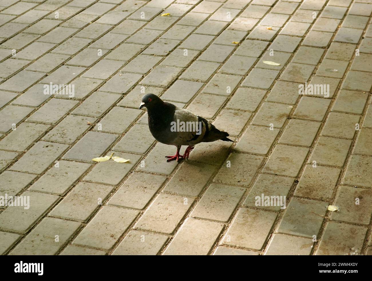 City pigeon walks on hi-res stock photography and images - Alamy