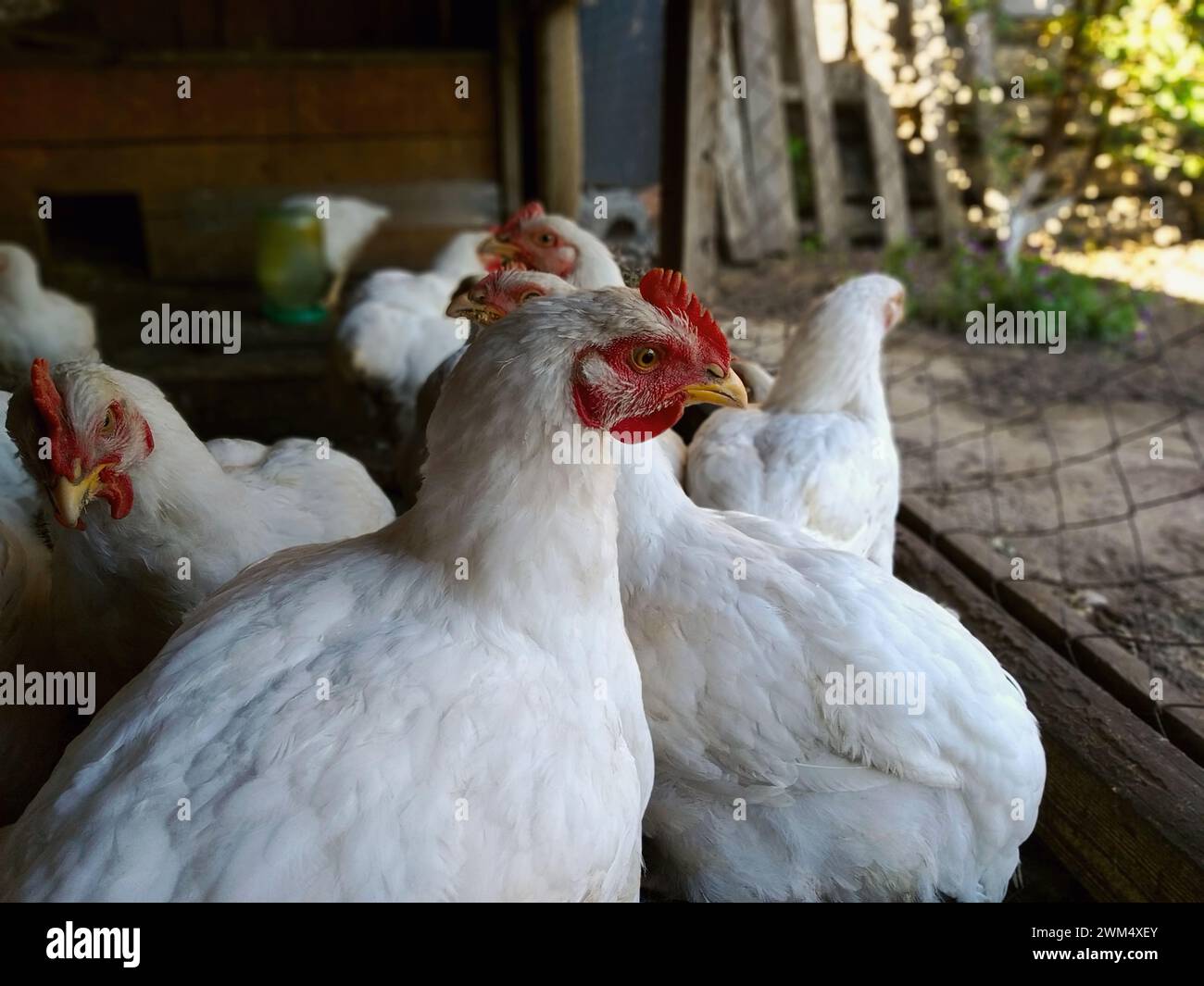 Broiler hen hi-res stock photography and images - Alamy