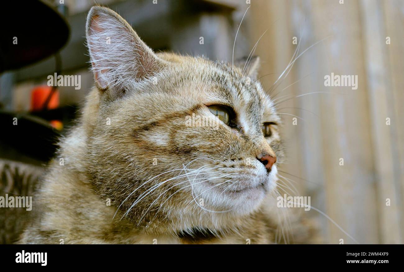 Brooding cat hi-res stock photography and images - Alamy