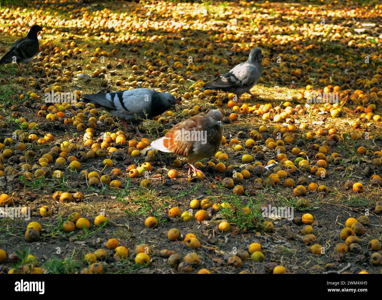 Pigeons walk on the ground among fallen and rotten yellow apples and ...