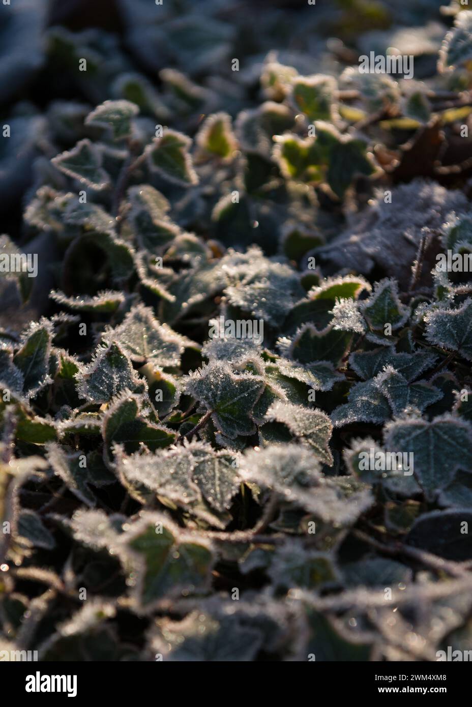 Hedera Helix “Adam” Ivy in frost Stock Photo - Alamy
