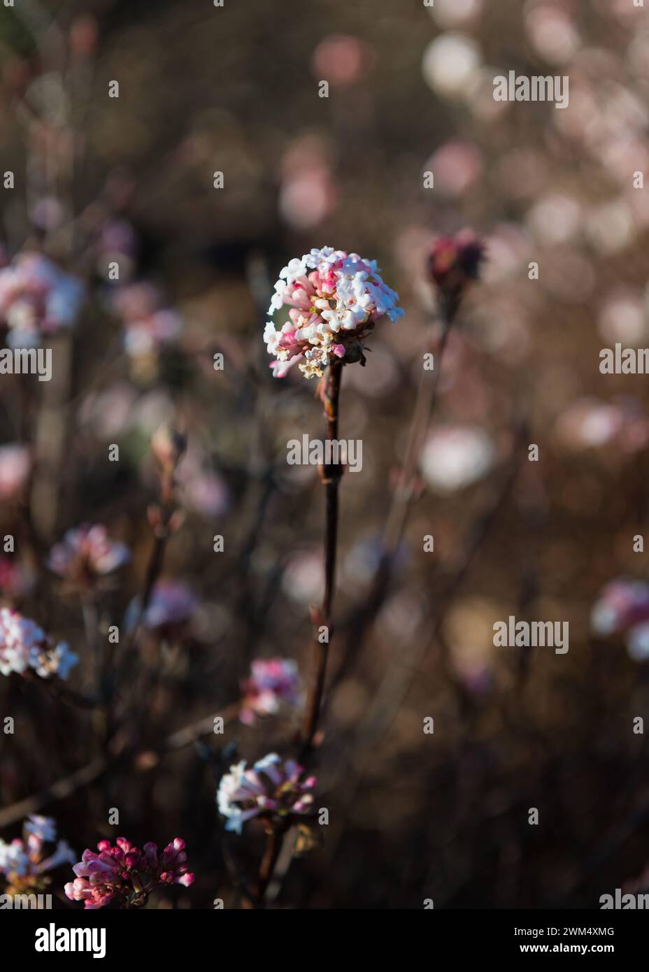 Winter daphne hi-res stock photography and images - Alamy