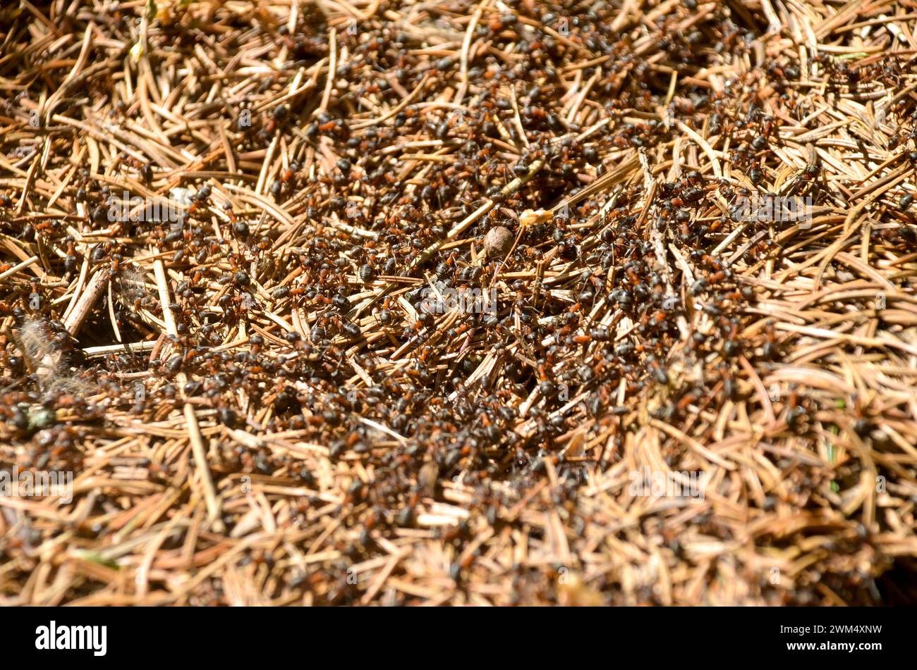 Ant anthill hi-res stock photography and images - Alamy