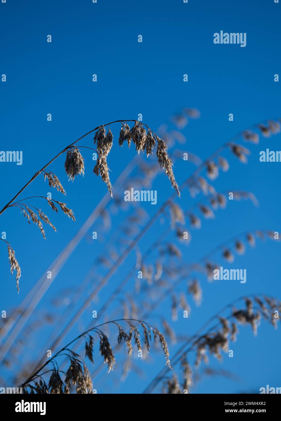 Grass seed heads hi-res stock photography and images - Alamy