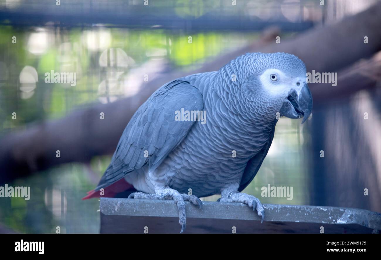 the african grey parrot is all grey with white eye surrounds and red ...