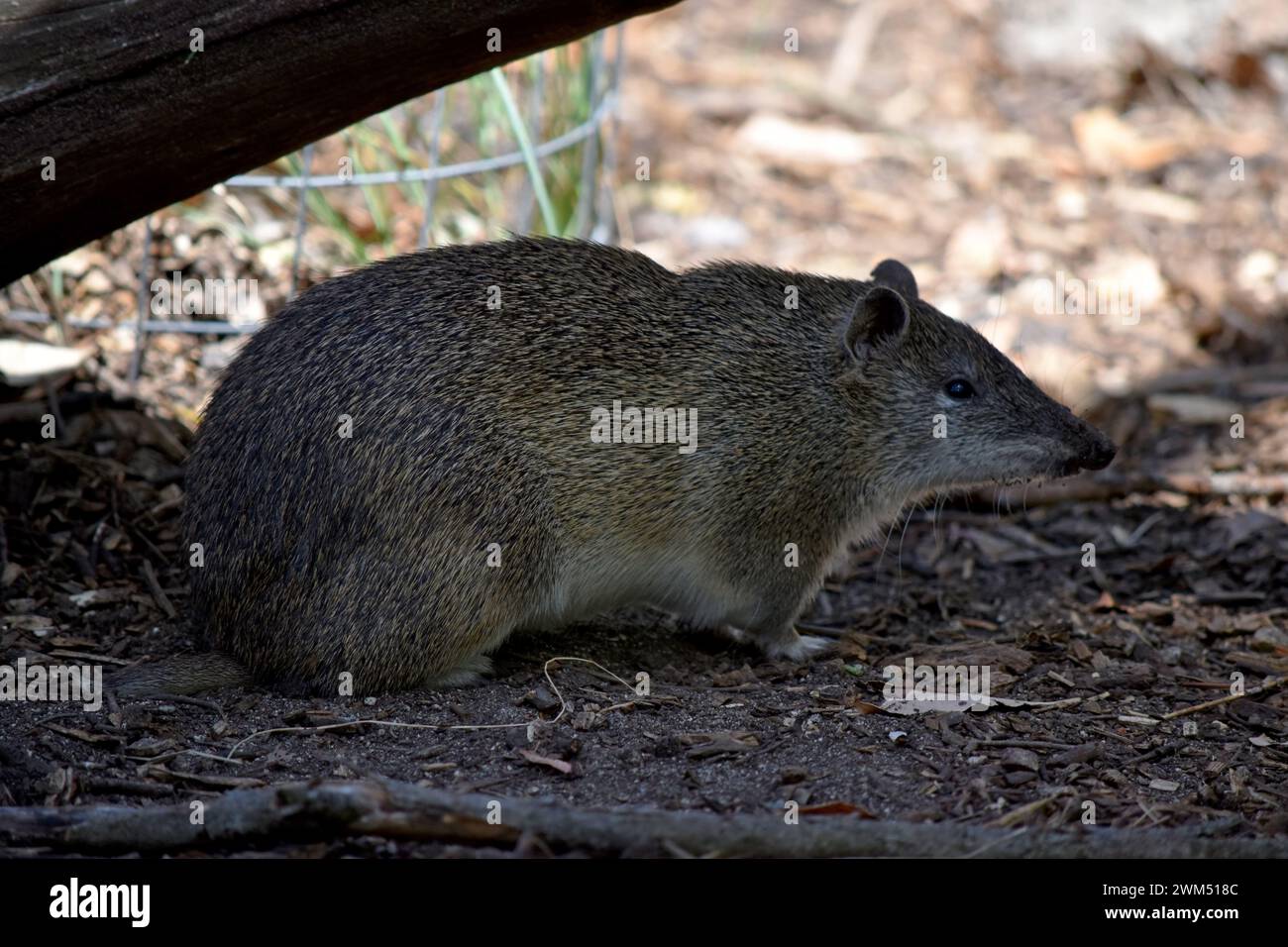 the Southern brown Bandicoots are about the size of a rabbit, and have ...