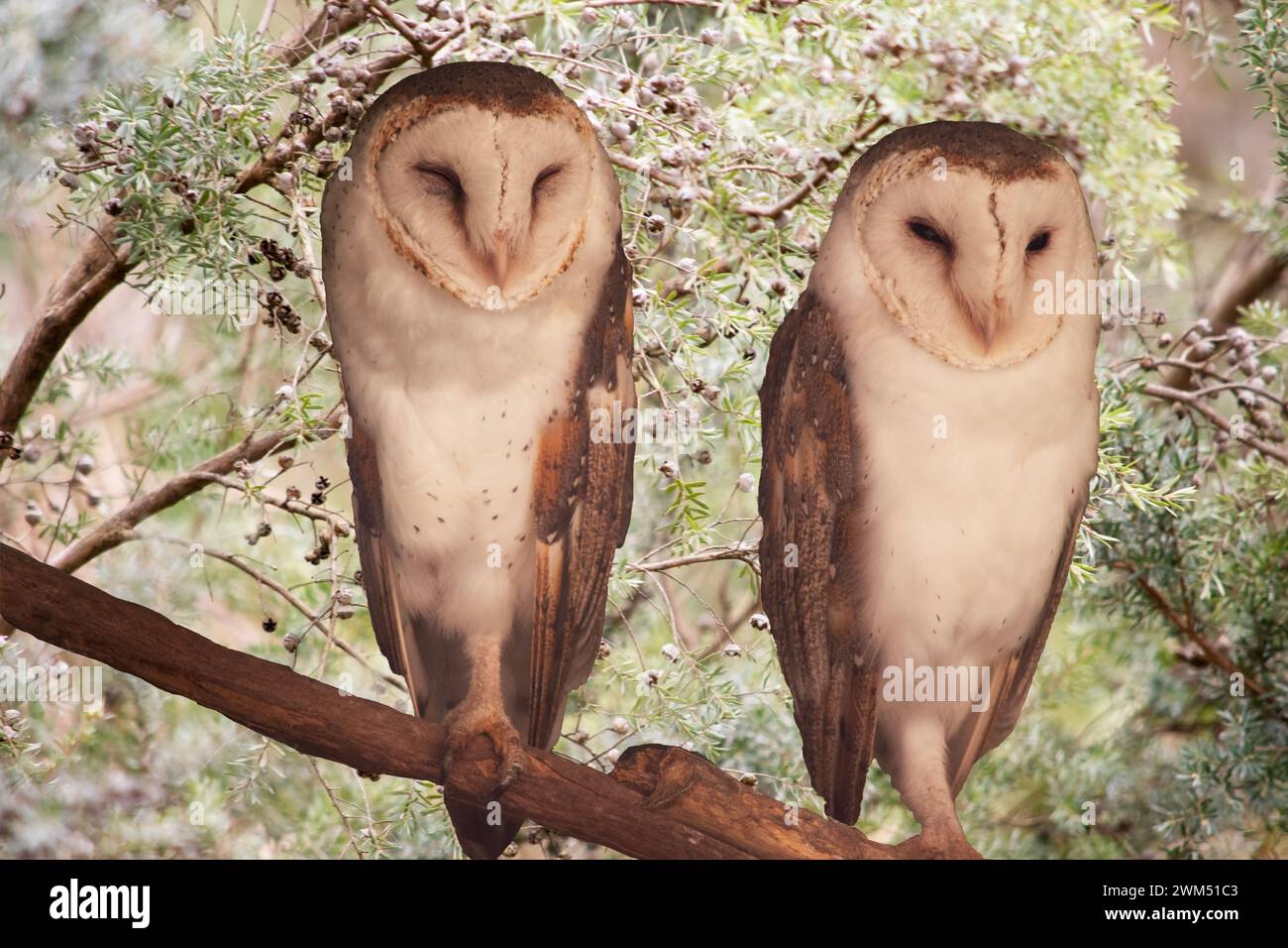 Barn owls have a distinctive heart-shaped white face and dark eyes ...