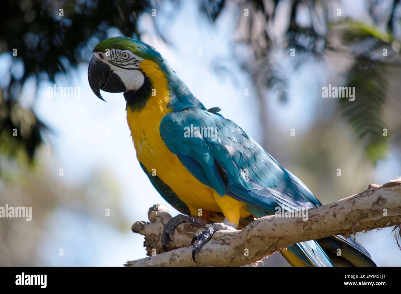 the blue and gold Macaw has back and upper tail feathers of the blue ...