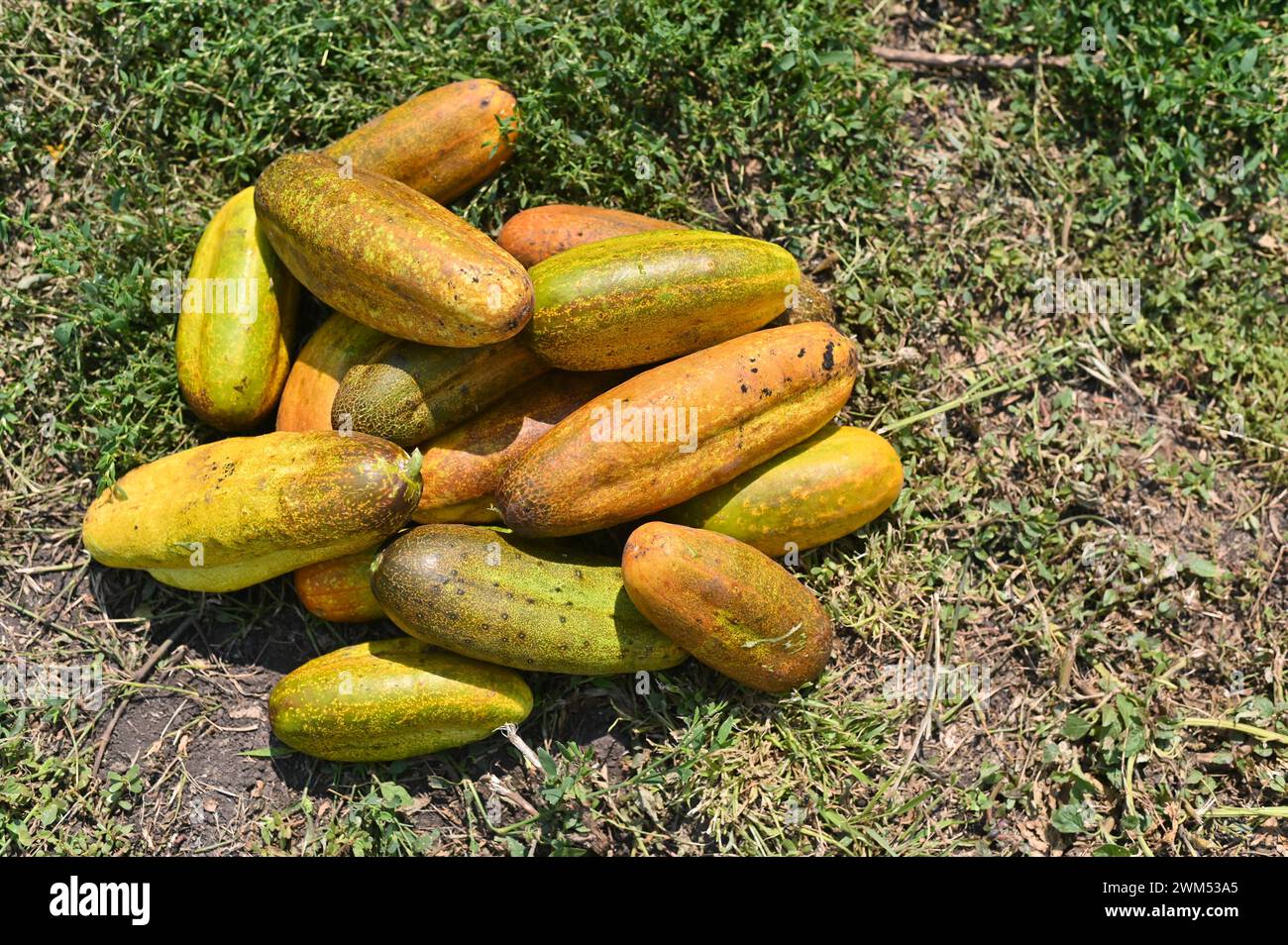 Overripe cucumbers hi-res stock photography and images - Alamy