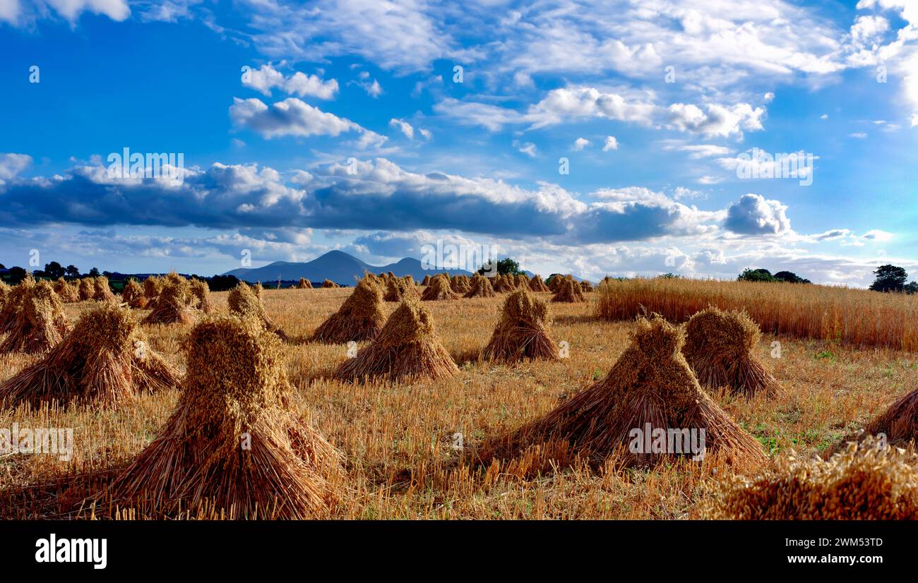 Corn Field with Corn Stooks, Seaforde, County Down, Northern Ireland ...