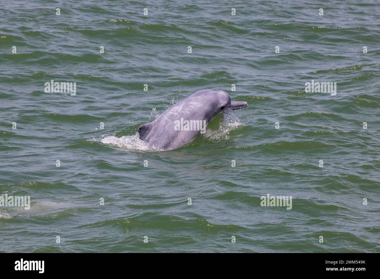 Indo-Pacific Humpback Dolphin / Chinese White Dolphin / Pink Dolphin ...