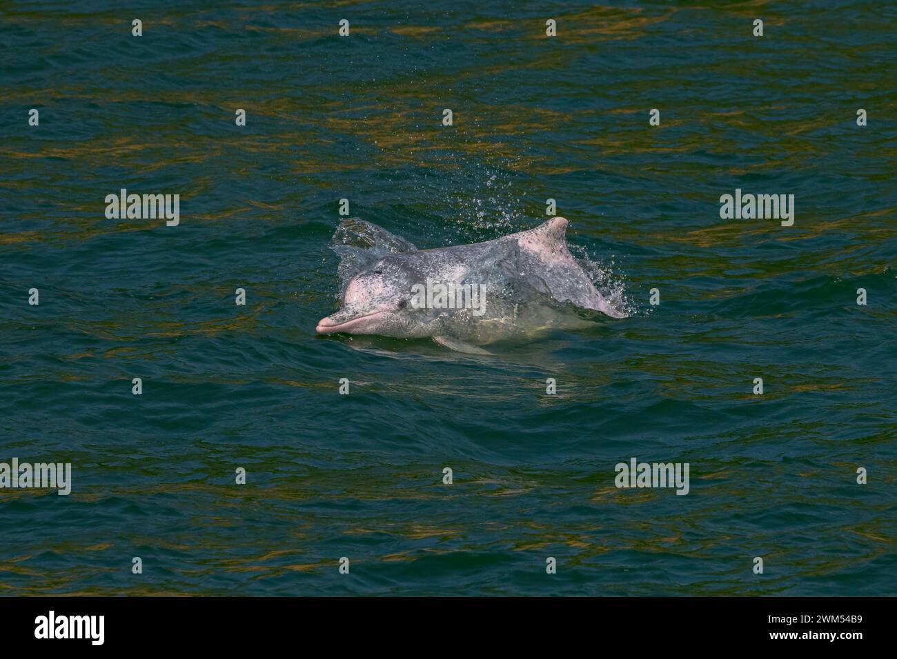 Indo-Pacific Humpback Dolphin / Chinese White Dolphin / Pink Dolphin ...