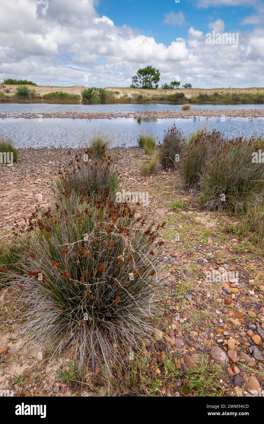 low vegetation and trees next to a stream under a fairly cloudy sky ...