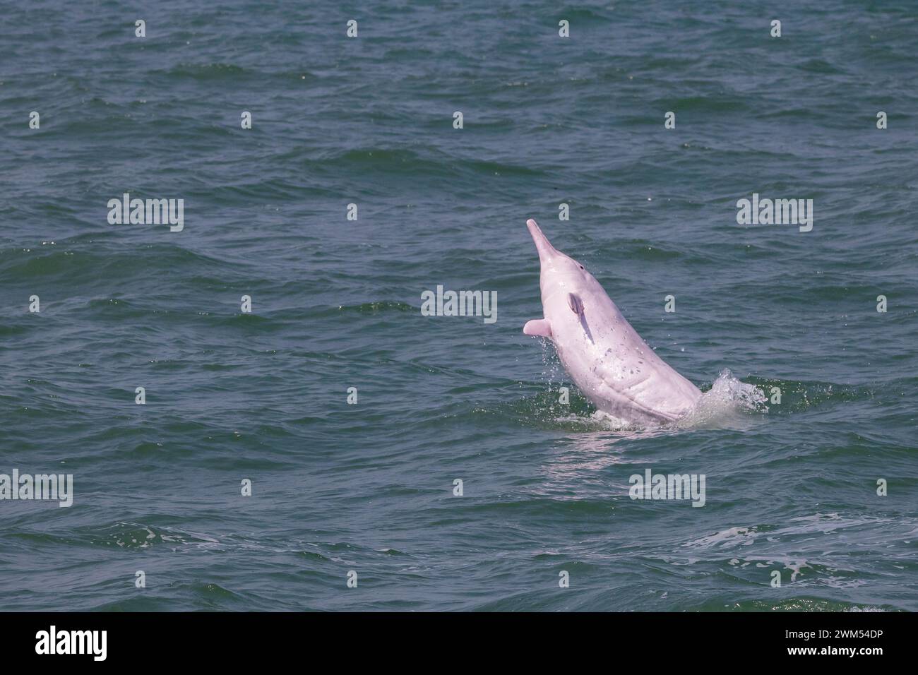 Indo-Pacific Humpback Dolphin / Chinese White Dolphin / Pink Dolphin ...