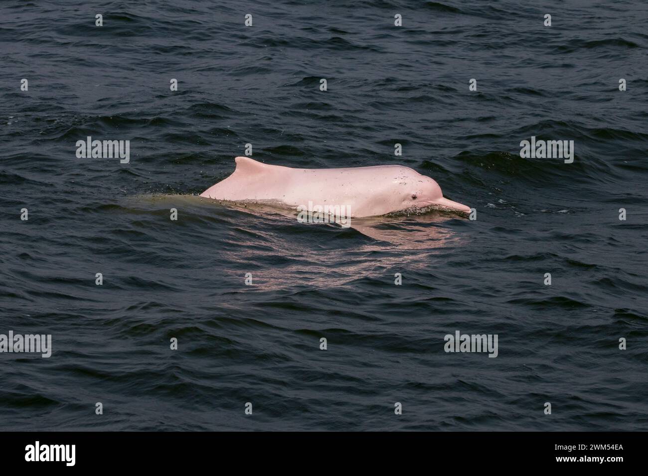 Indo-Pacific Humpback Dolphin / Chinese White Dolphin / Pink Dolphin ...