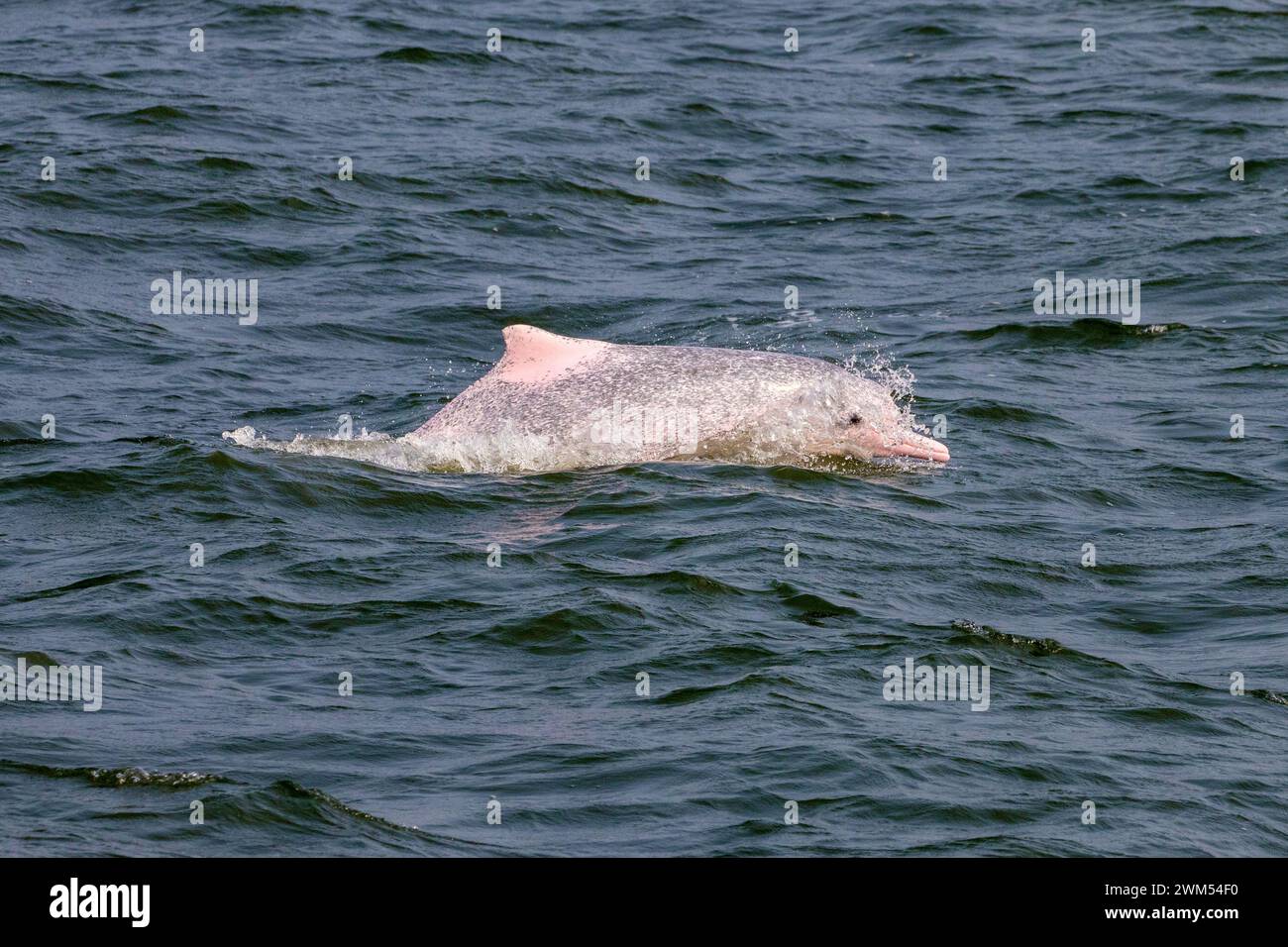 Indo-Pacific Humpback Dolphin / Chinese White Dolphin / Pink Dolphin ...