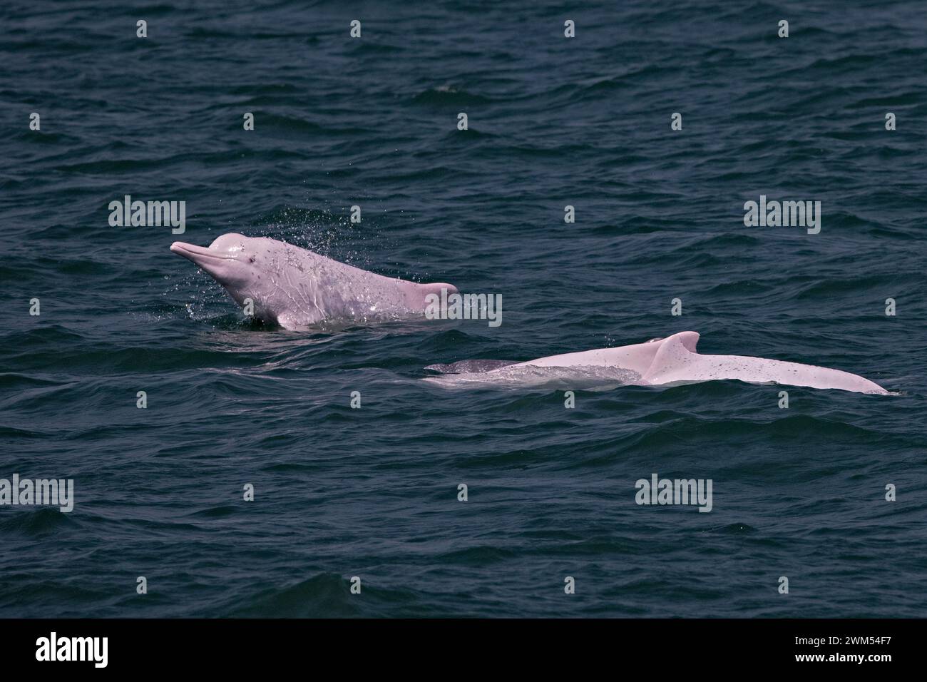 Indo-Pacific Humpback Dolphin / Chinese White Dolphin / Pink Dolphin ...