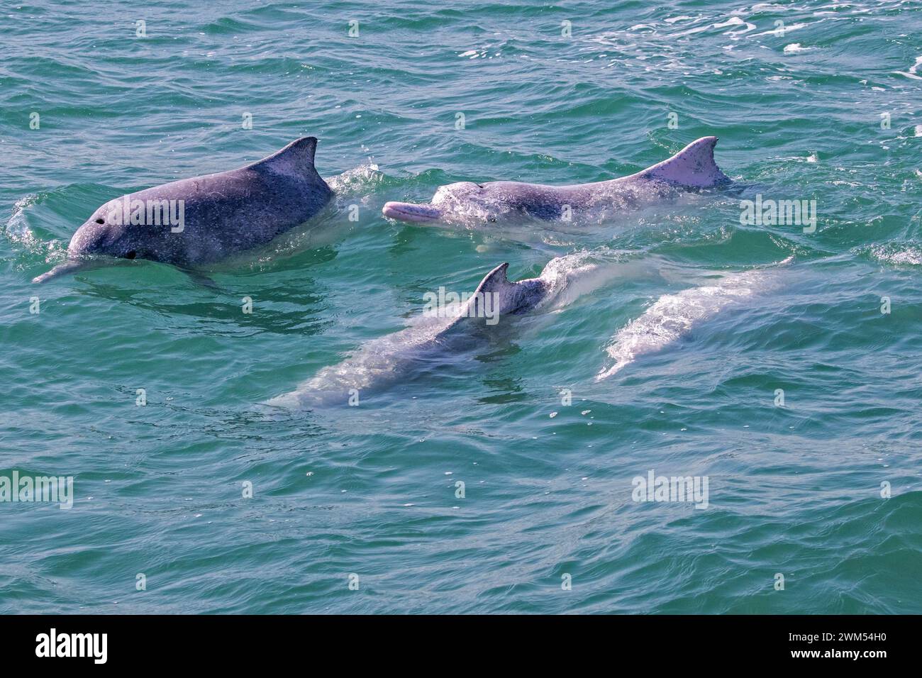 Rare sight of a large pod of Indo-Pacific Humpback Dolphin / Chinese ...