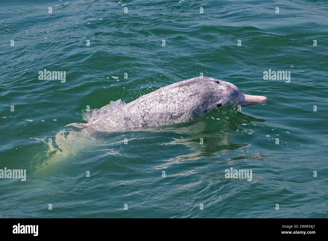 Subadult Indo-Pacific Humpback Dolphin / Chinese White Dolphin / Pink ...
