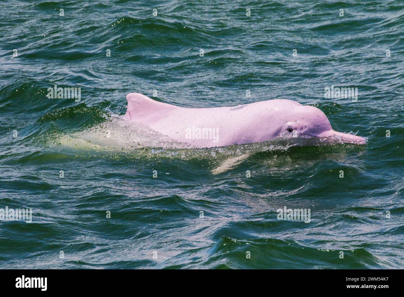 Indo-Pacific Humpback Dolphin / Chinese White Dolphin / Pink Dolphin ...