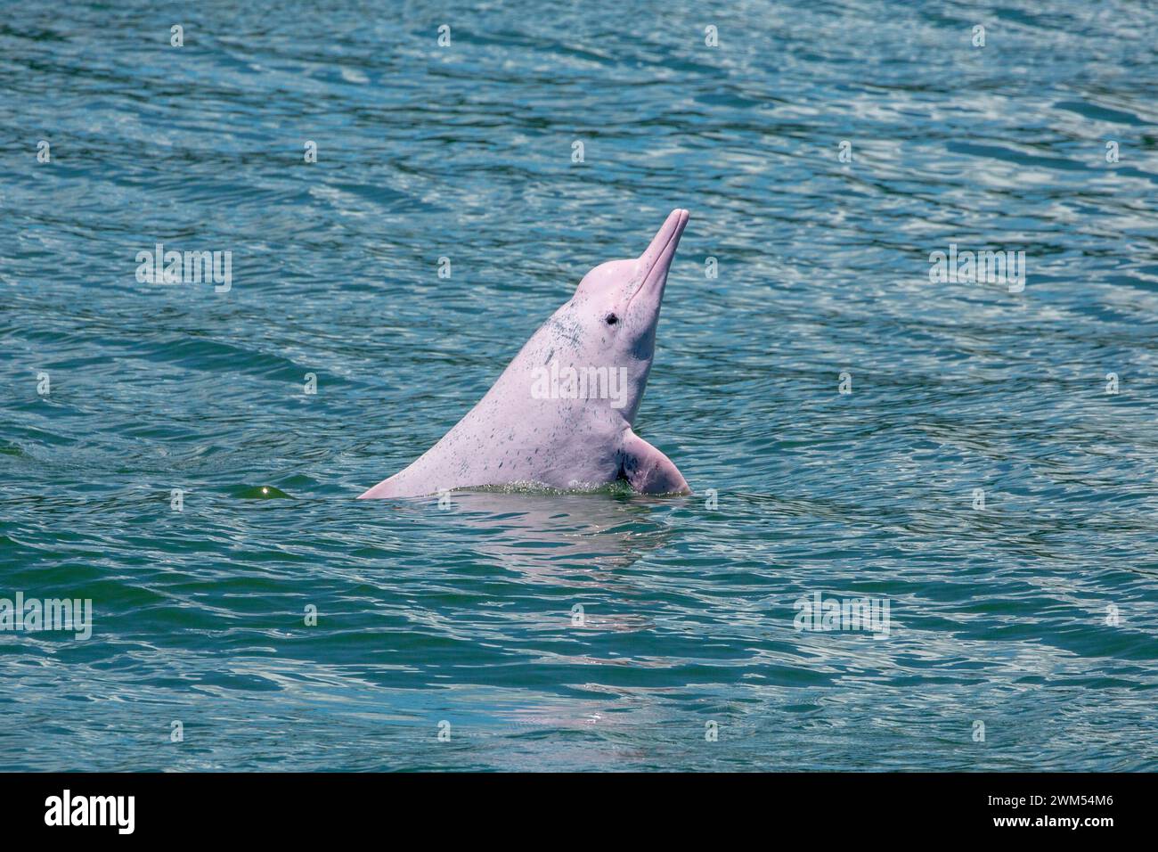 Indo-Pacific Humpback Dolphin / Chinese White Dolphin / Pink Dolphin ...