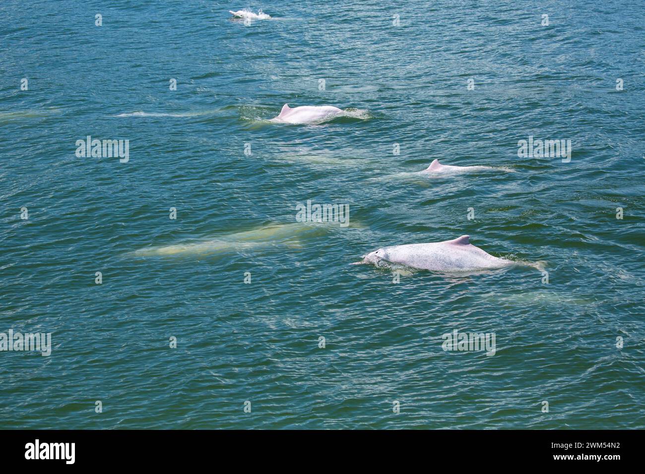 Rare sight of a large pod of Indo-Pacific Humpback Dolphins (Sousa ...