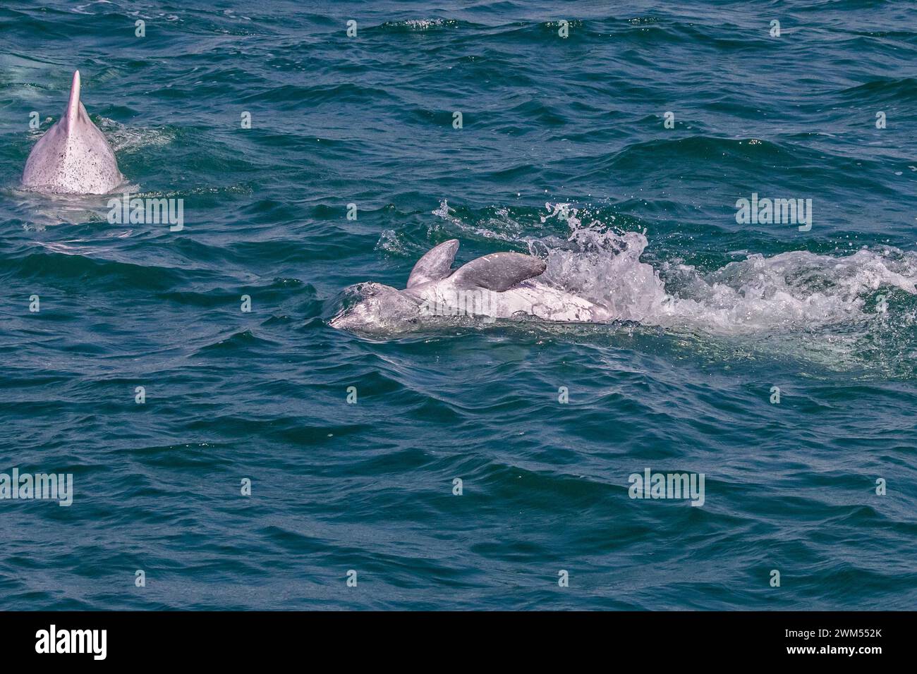 Indo-Pacific Humpback Dolphin / Chinese White Dolphin / Pink Dolphin ...