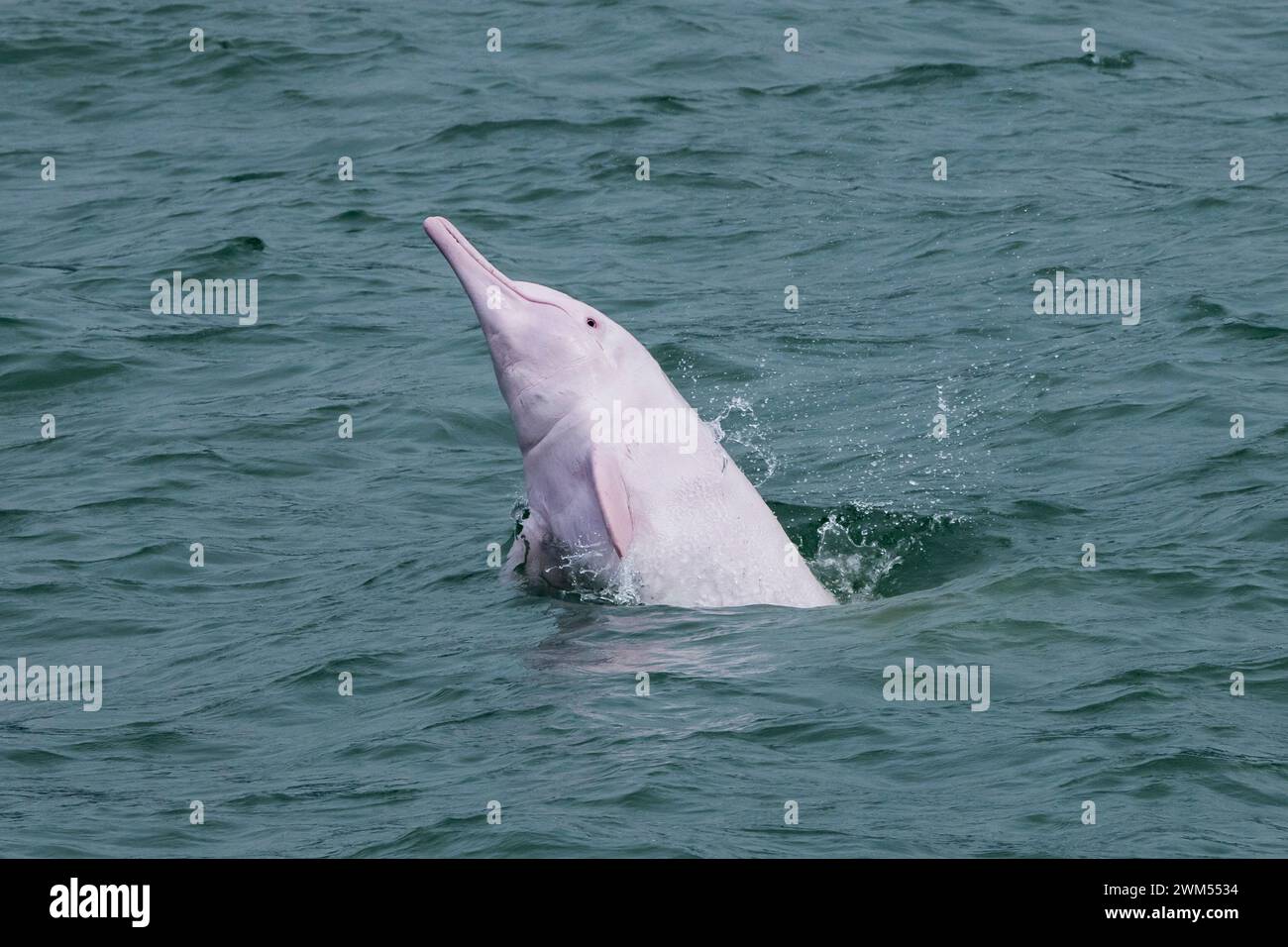 Indo-Pacific Humpback Dolphin / Chinese White Dolphin / Pink Dolphin ...