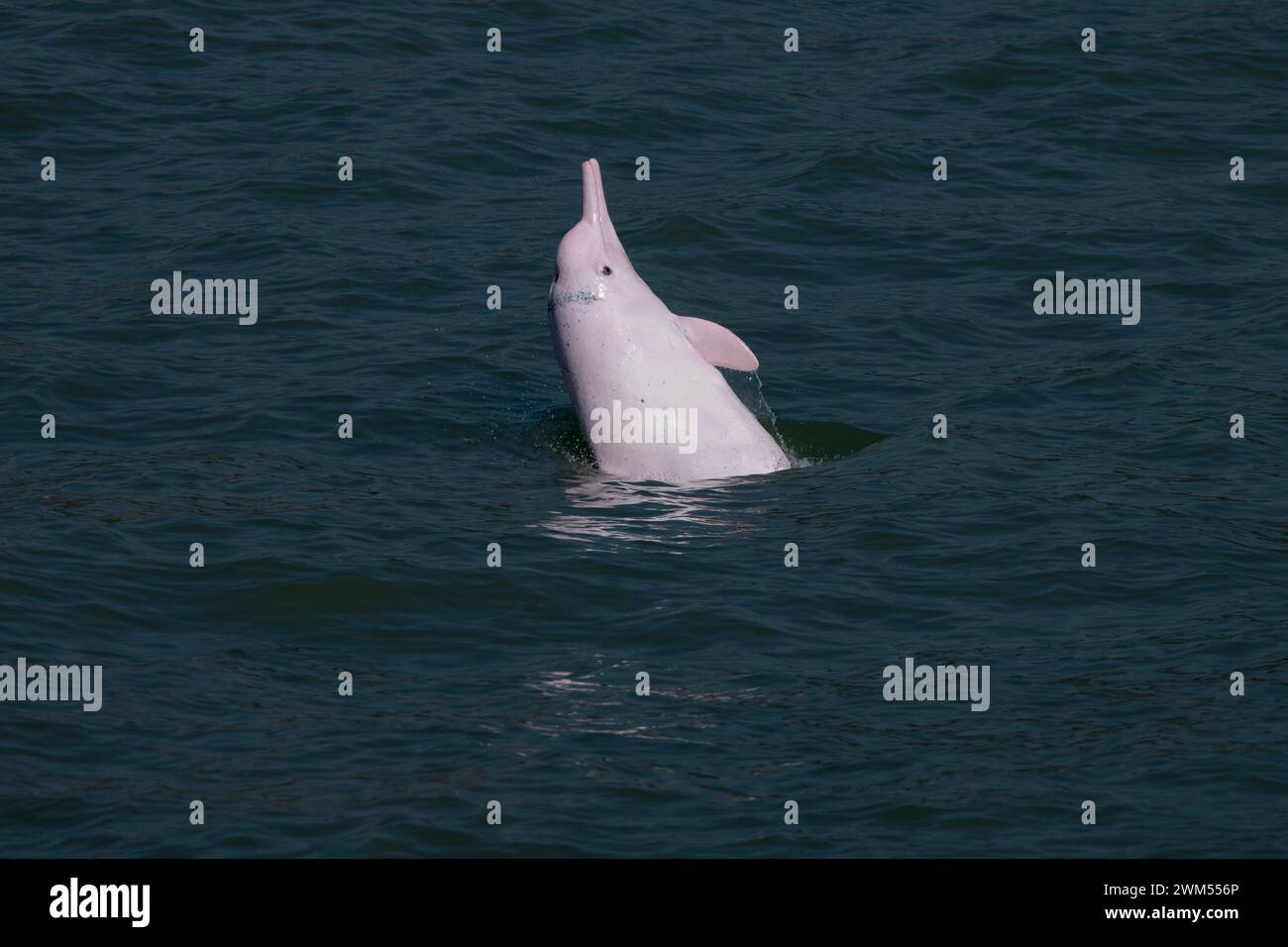 Indo-Pacific Humpback Dolphin / Chinese White Dolphin / Pink Dolphin ...