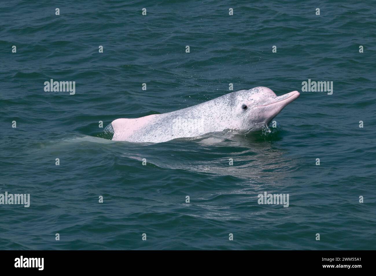 Indo-Pacific Humpback Dolphin / Chinese White Dolphin / Pink Dolphin ...