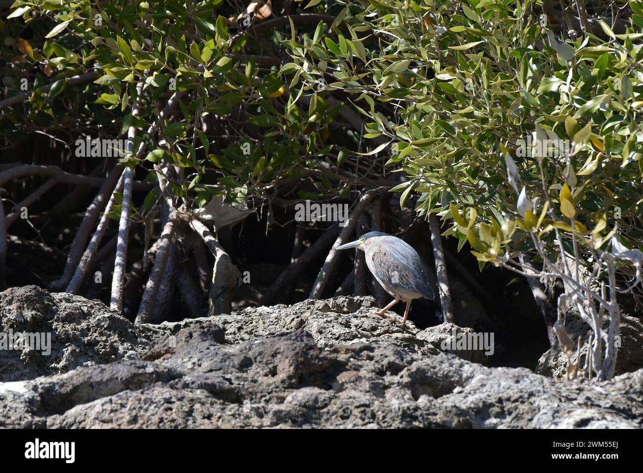 The Striated heron (Butorides striata) is also known as mangrove heron ...