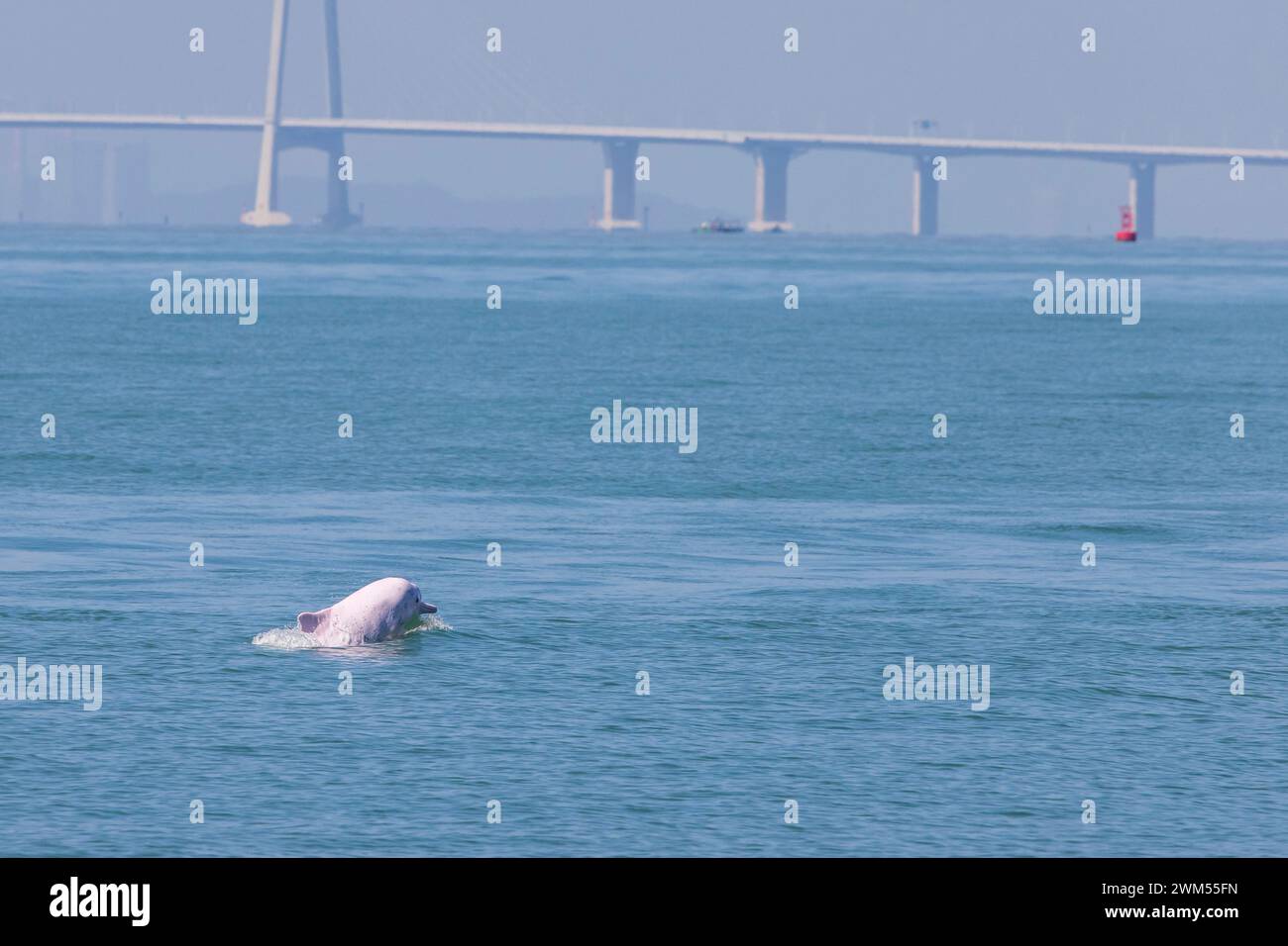 Indo-Pacific Humpback Dolphin / Chinese White Dolphin / Pink Dolphin ...