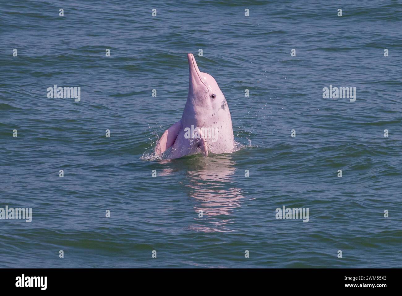 Chinese white dolphin hong kong airport hi-res stock photography and ...