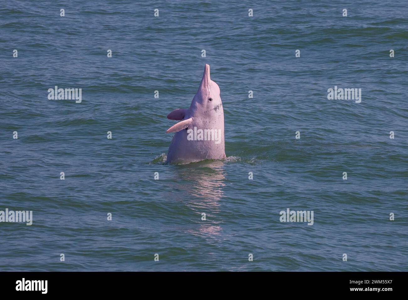 Indo-Pacific Humpback Dolphin / Chinese White Dolphin / Pink Dolphin ...