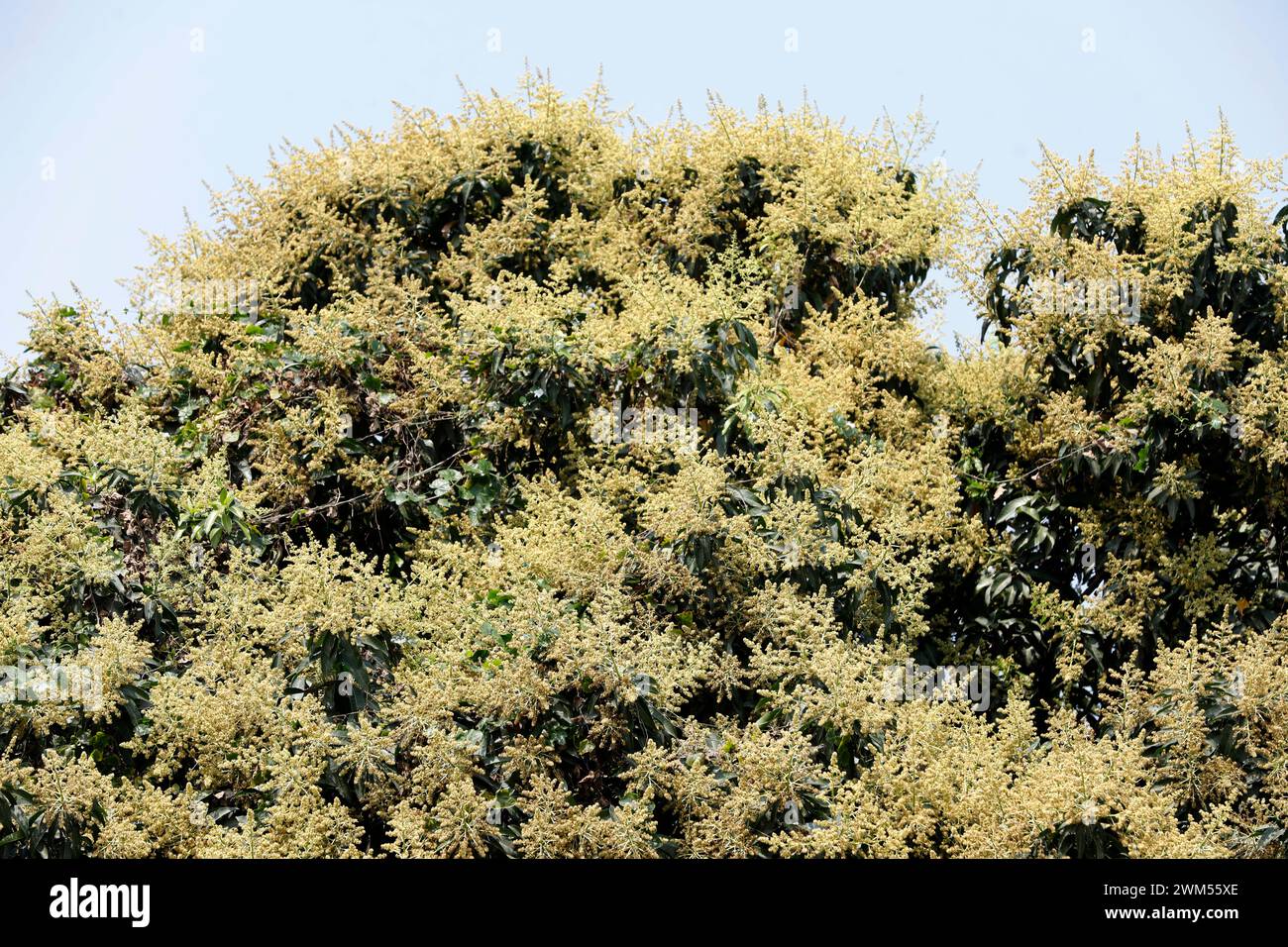 Dhaka, Bangladesh - February 24, 2024: The mango bouquet or mango ...