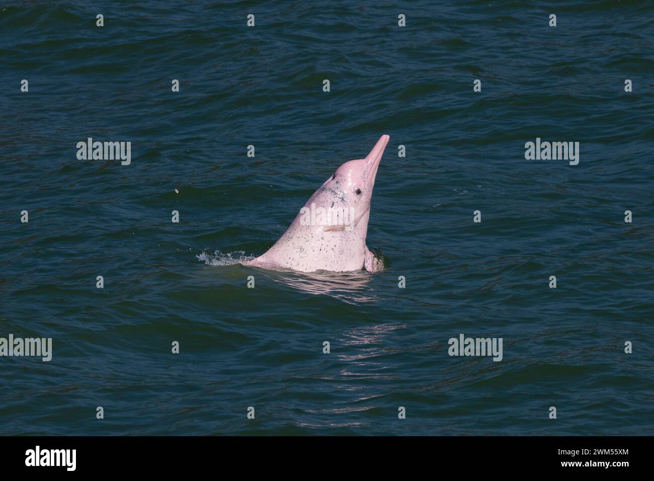 Indo-Pacific Humpback Dolphin / Chinese White Dolphin / Pink Dolphin ...