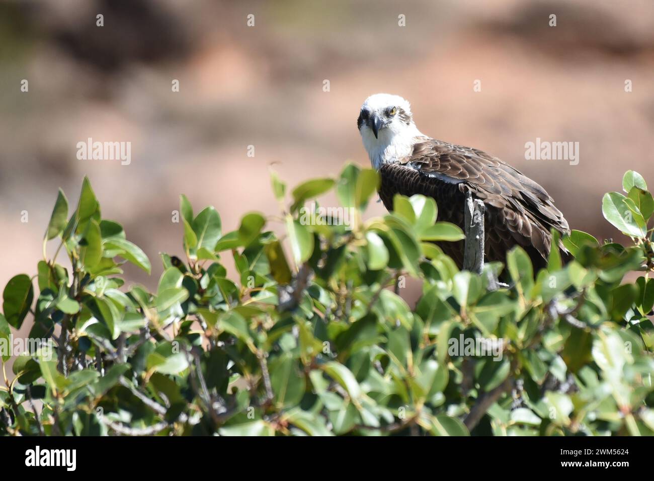 Fish eating bird australia hi-res stock photography and images - Alamy