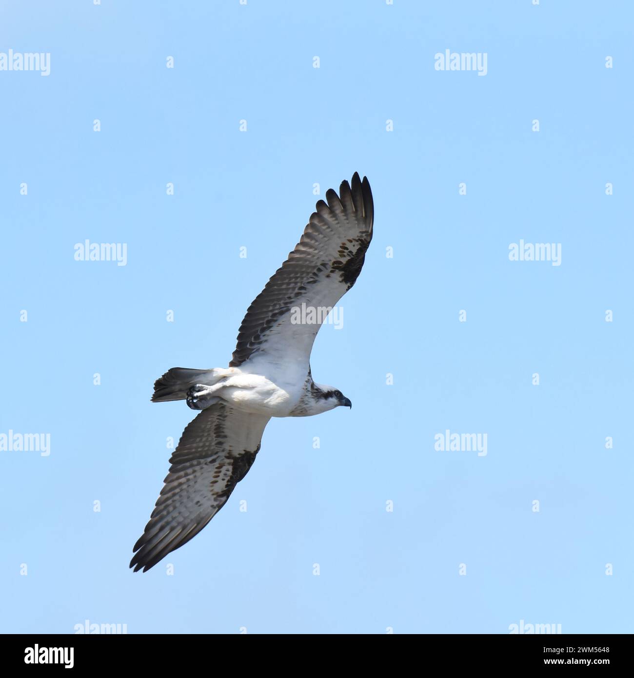 Fish eating bird australia hi-res stock photography and images - Alamy