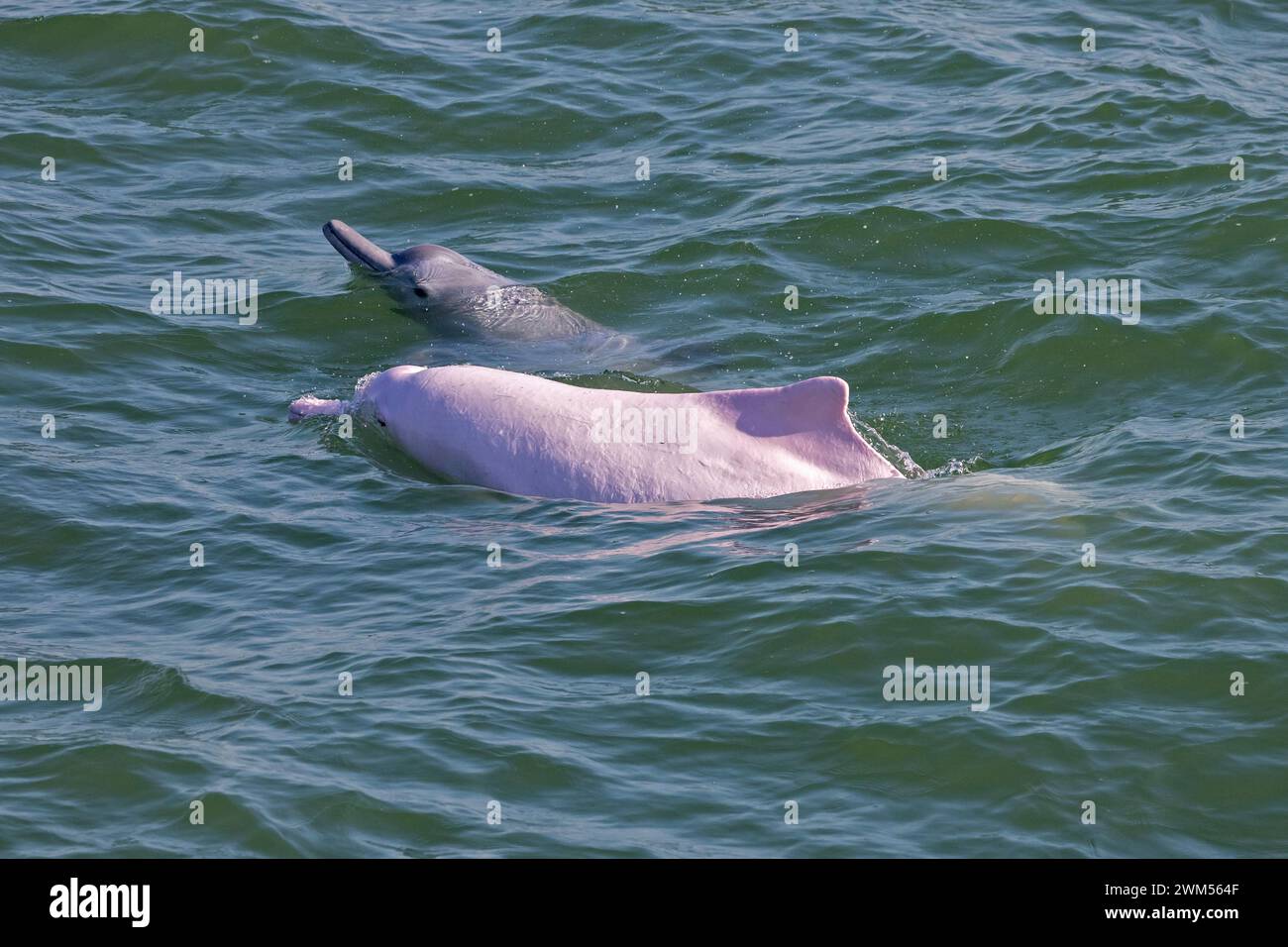 Juvenile and adult Indo-Pacific Humpback Dolphin / Chinese White ...