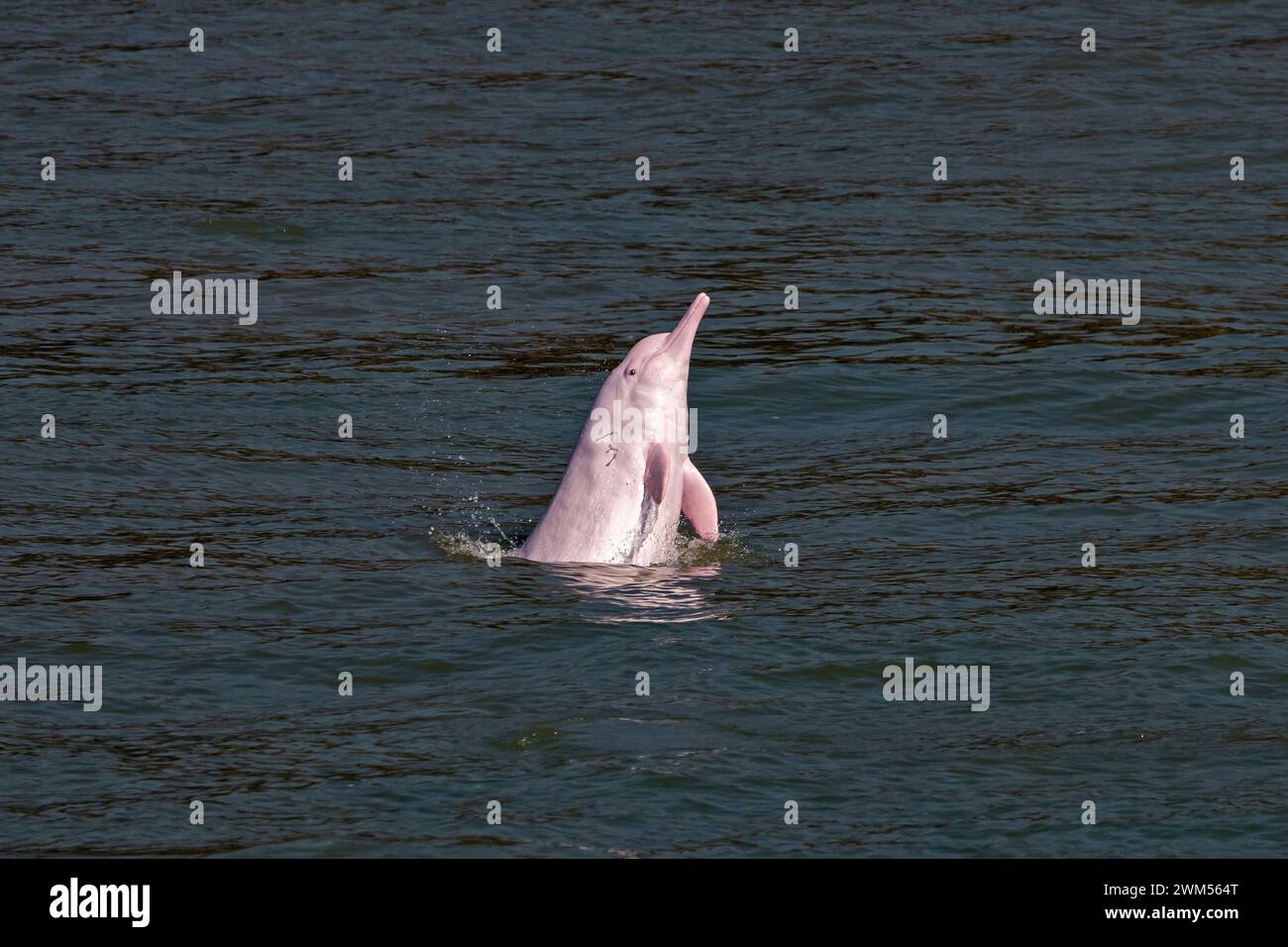 Indo-Pacific Humpback Dolphin / Chinese White Dolphin / Pink Dolphin ...