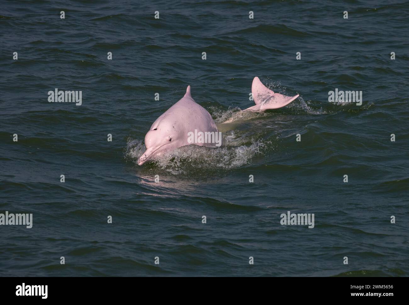 Indo-Pacific Humpback Dolphin / Chinese White Dolphin / Pink Dolphin ...