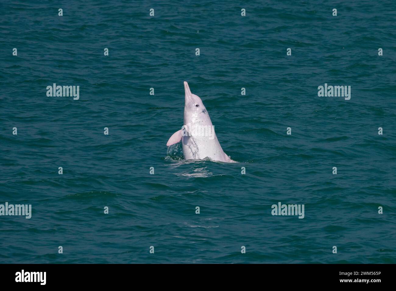 Indo-Pacific Humpback Dolphin / Chinese White Dolphin / Pink Dolphin ...