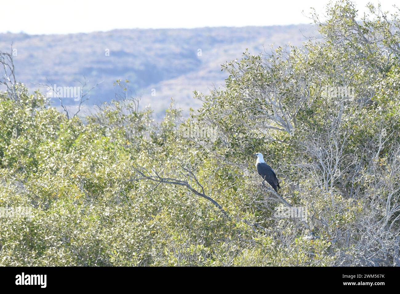 The White-bellied sea eagle (Icthyophaga leucogaster), also known as ...