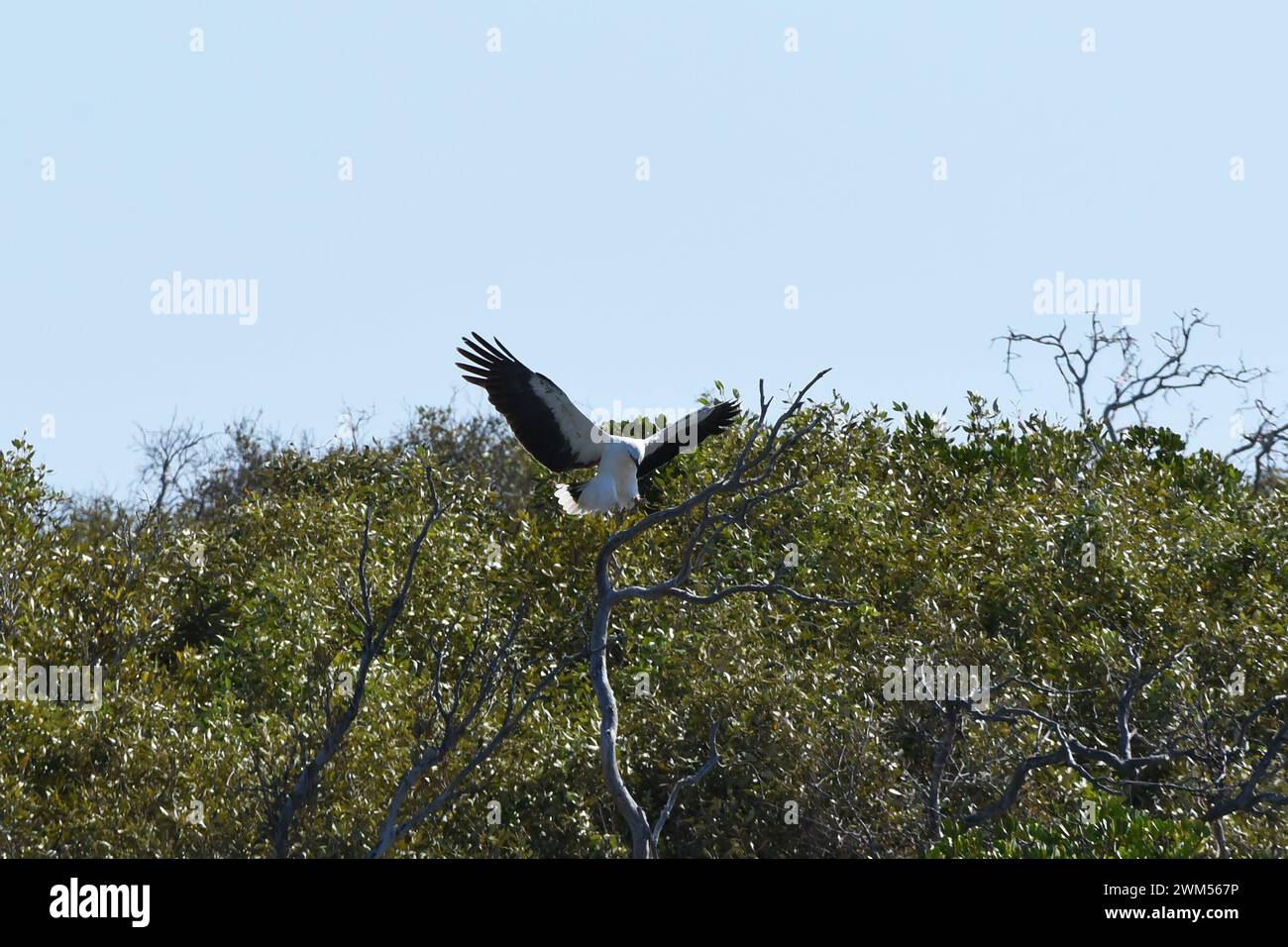 White-bellied sea eagle (Icthyophaga leucogaster) landing in a tree ...