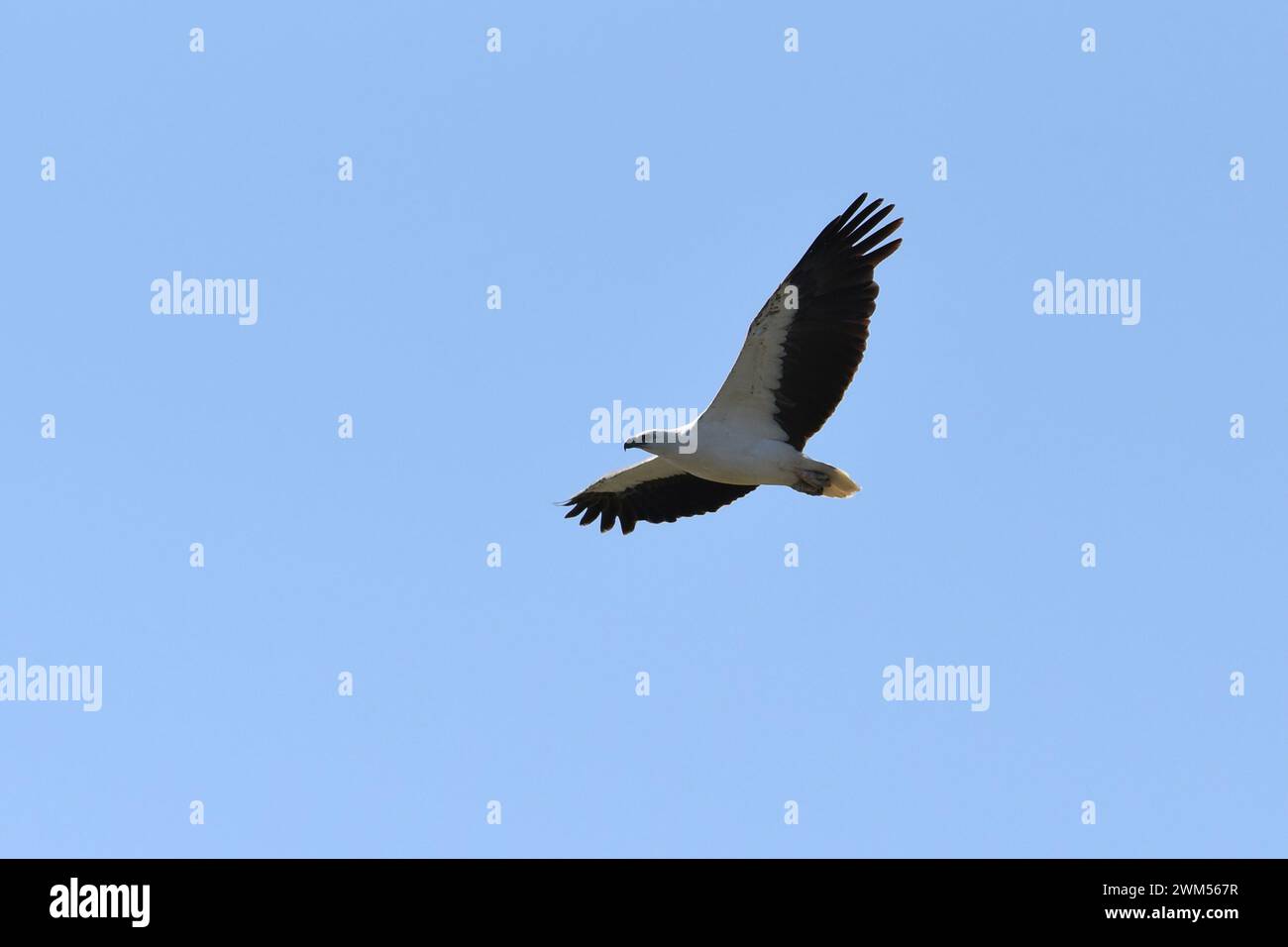 White-bellied sea eagle (Icthyophaga leucogaster) soaring overhead ...