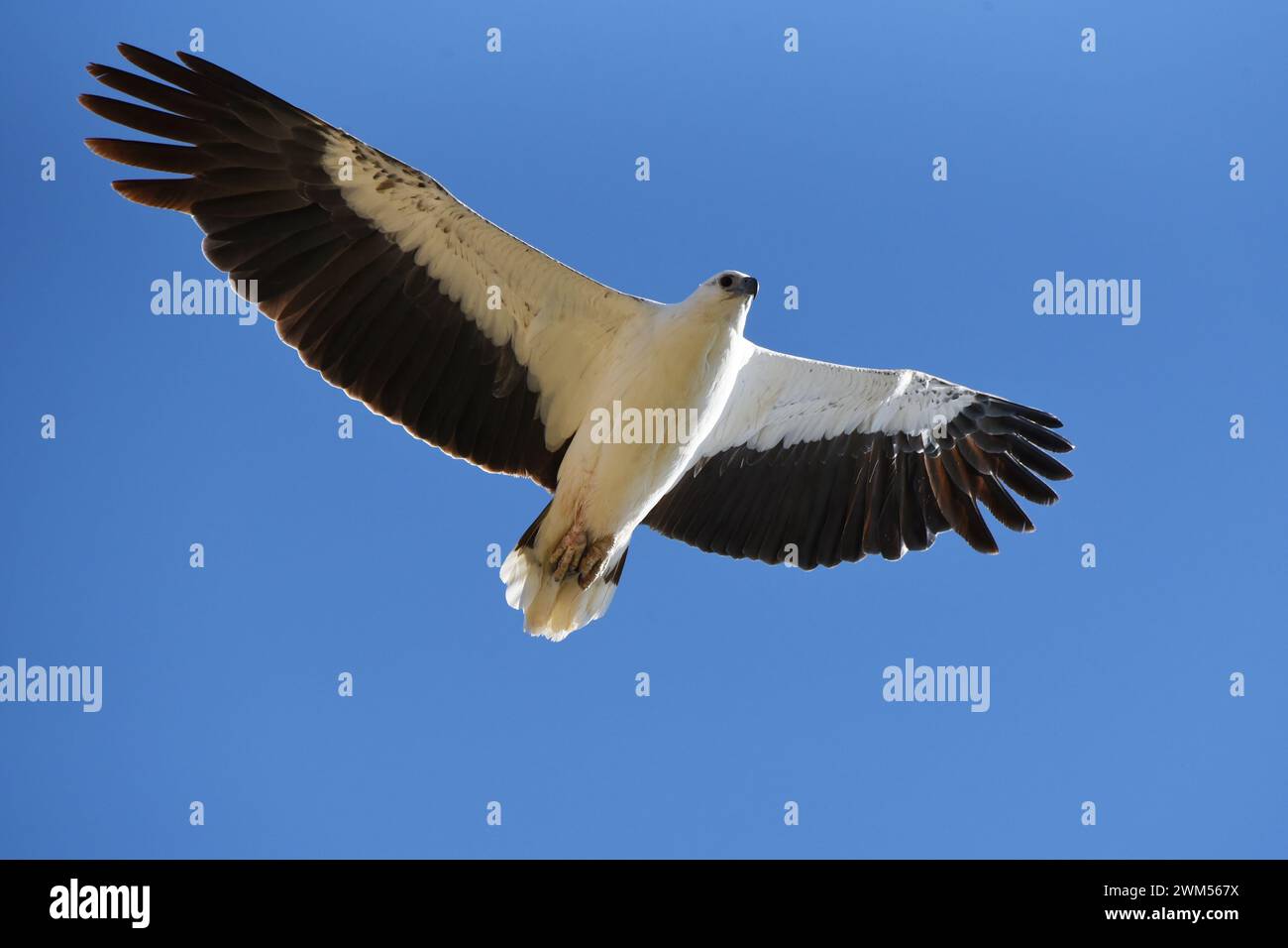 White-bellied sea eagle (Icthyophaga leucogaster) soaring overhead ...